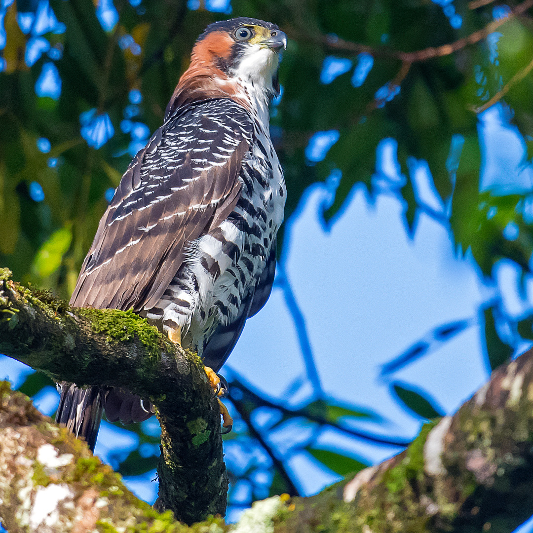 Foto tauató-pintado (Accipiter poliogaster) Por José Rondon | Wiki Aves ...