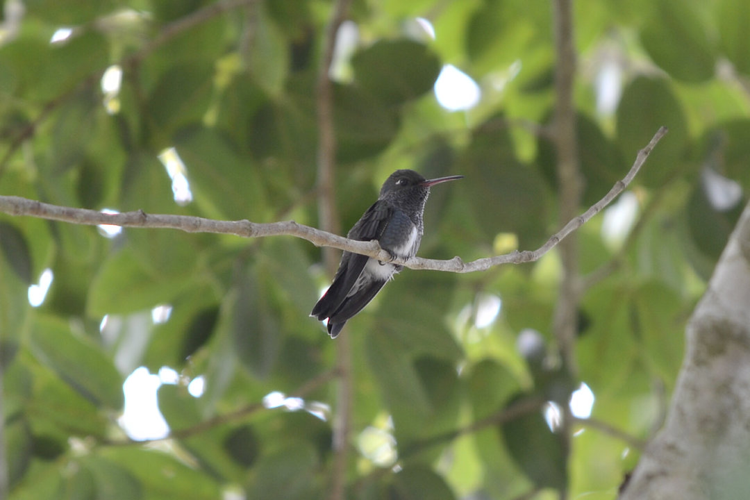 Foto beija-flor-de-peito-azul (Chionomesa lactea) Por Anderson Oliveira ...