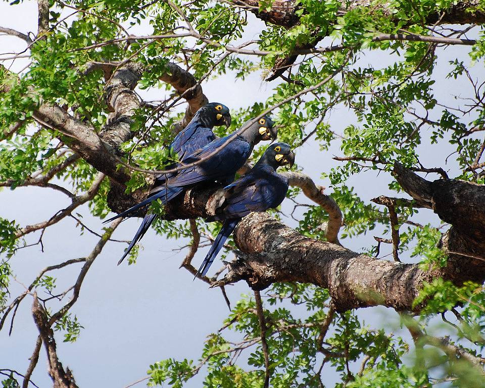 Foto arara-azul-de-lear (Anodorhynchus leari) Por Claudio Humberto ...