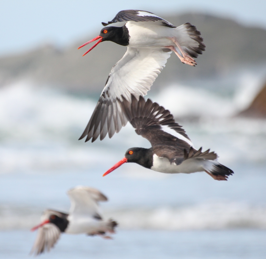 Foto piru-piru (Haematopus palliatus) Por Ciro Couto | Wiki Aves - A ...