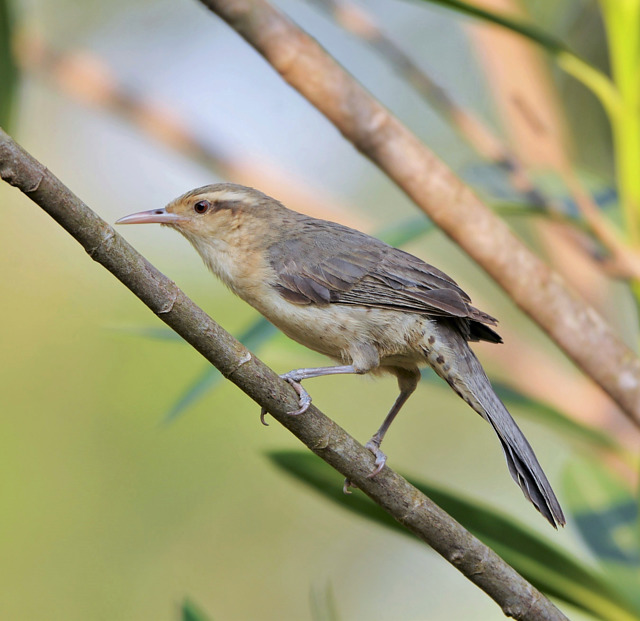 Foto catatau (Campylorhynchus turdinus) Por Julio Machado | Wiki Aves ...