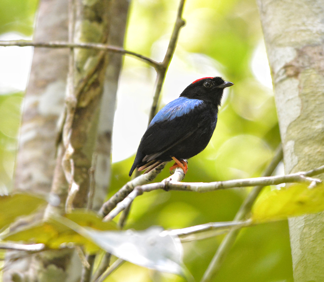 Foto tangará-príncipe (Chiroxiphia pareola) Por Fausto Araújo | Wiki ...