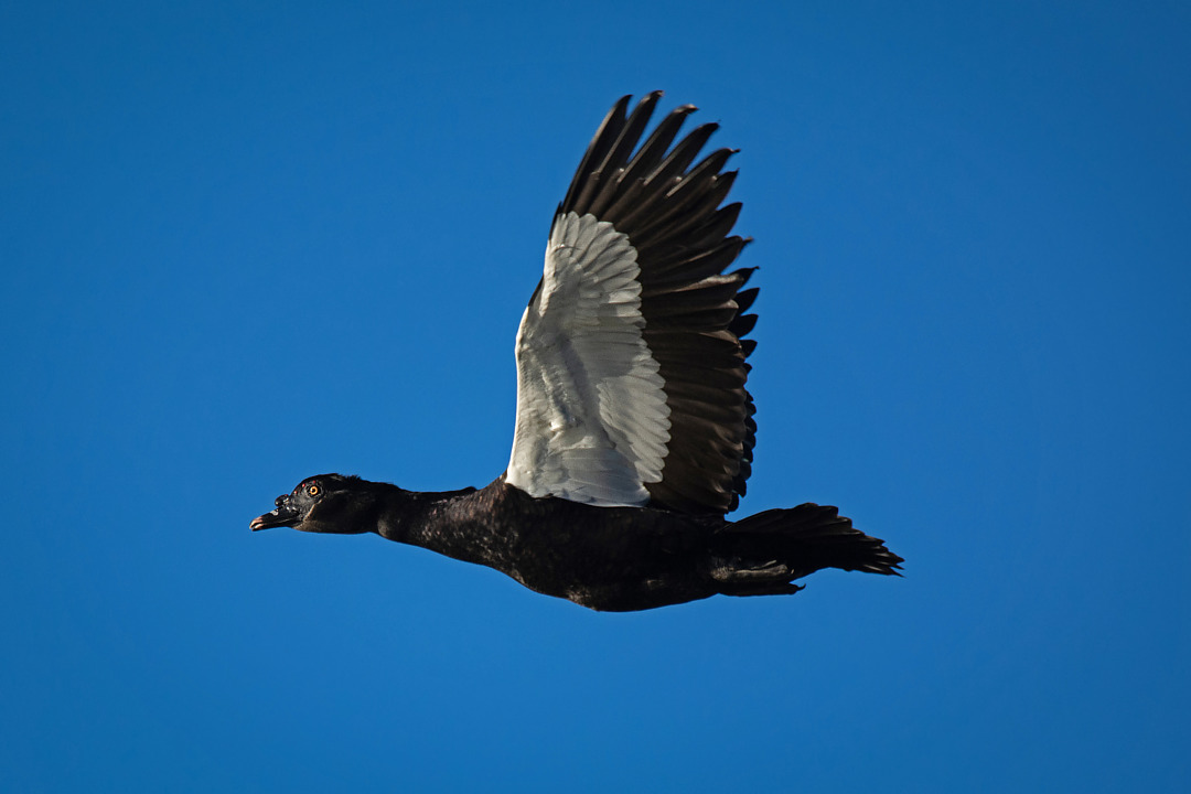 Foto pato-do-mato (Cairina moschata) Por Marcelo Müller (Müller) | Wiki ...