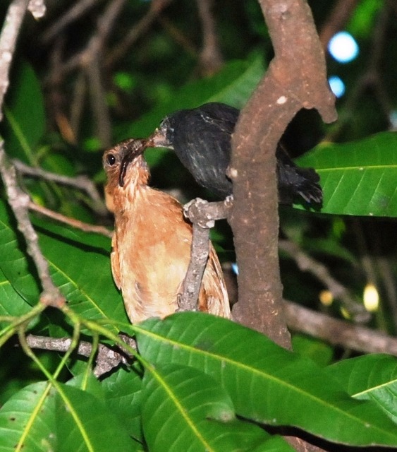 Foto chupim (Molothrus bonariensis) Por Santino Frezza | Wiki Aves - A ...