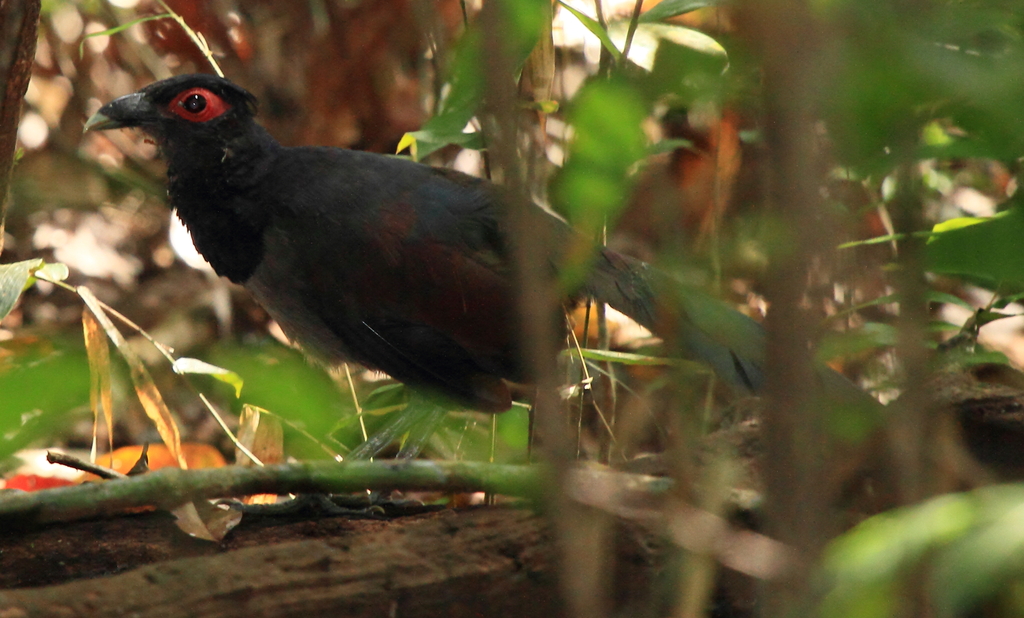 Foto jacu-estalo-de-asa-vermelha (Neomorphus rufipennis) Por Fábio ...