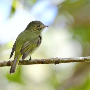 fruxu (Neopelma chrysolophum) | WikiAves - A Enciclopédia das Aves do ...