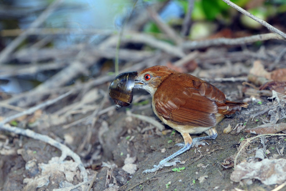 Foto choró-boi (Taraba major) Por Amaro Alves | Wiki Aves - A ...