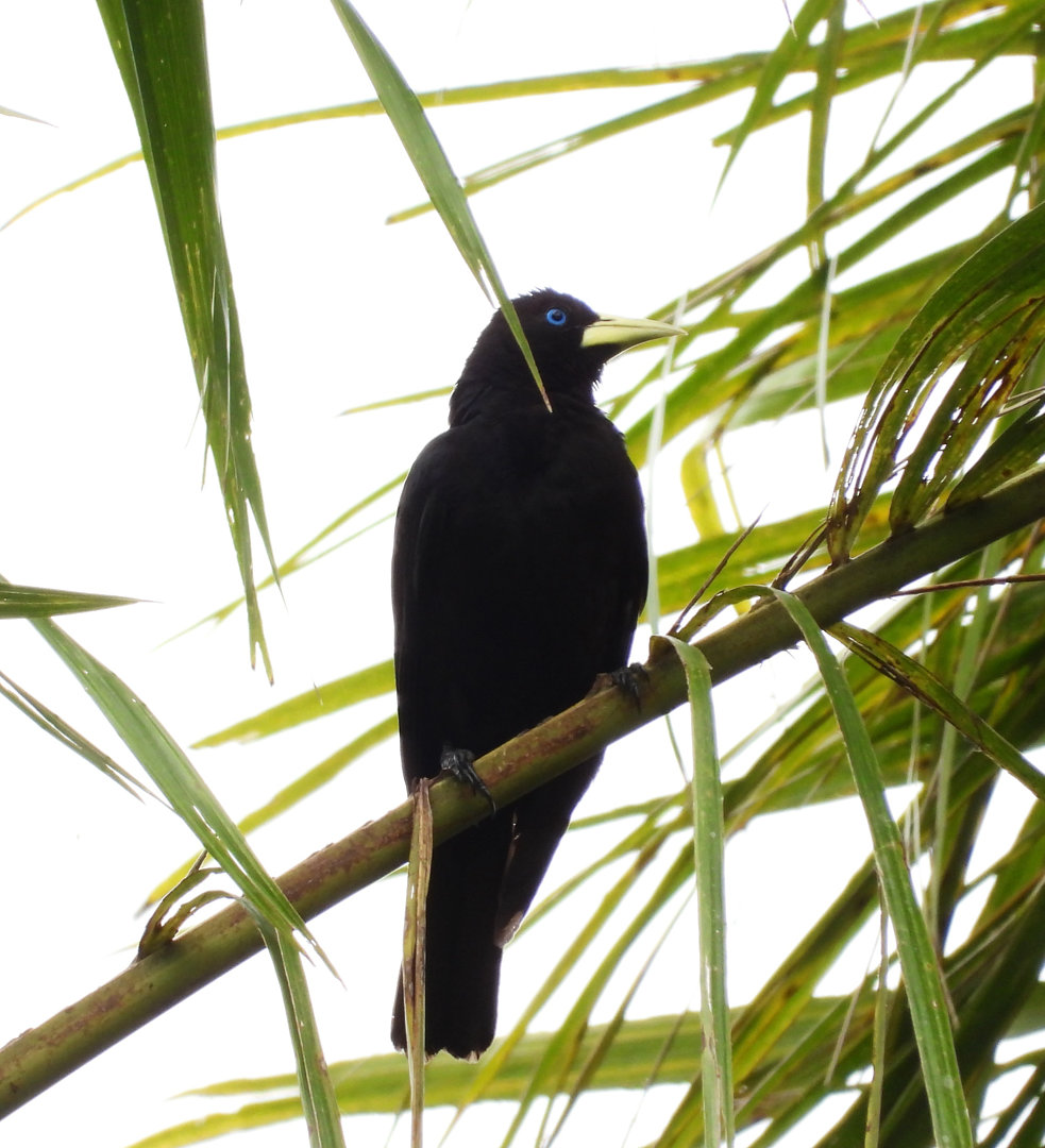 Foto guaxe (Cacicus haemorrhous) Por Andrea de Barros Viviani | Wiki ...