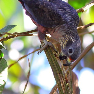 maitaca-roxa (Pionus fuscus) | WikiAves - A Enciclopédia das Aves do Brasil