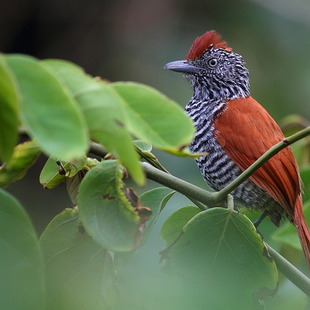 choca-listrada (Thamnophilus palliatus) | WikiAves - A Enciclopédia das ...