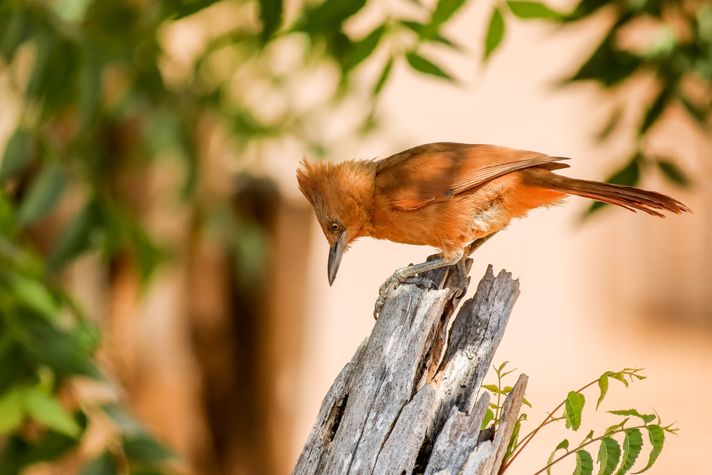 Foto casaca-de-couro (Pseudoseisura cristata) Por Rogério Rumão | Wiki ...