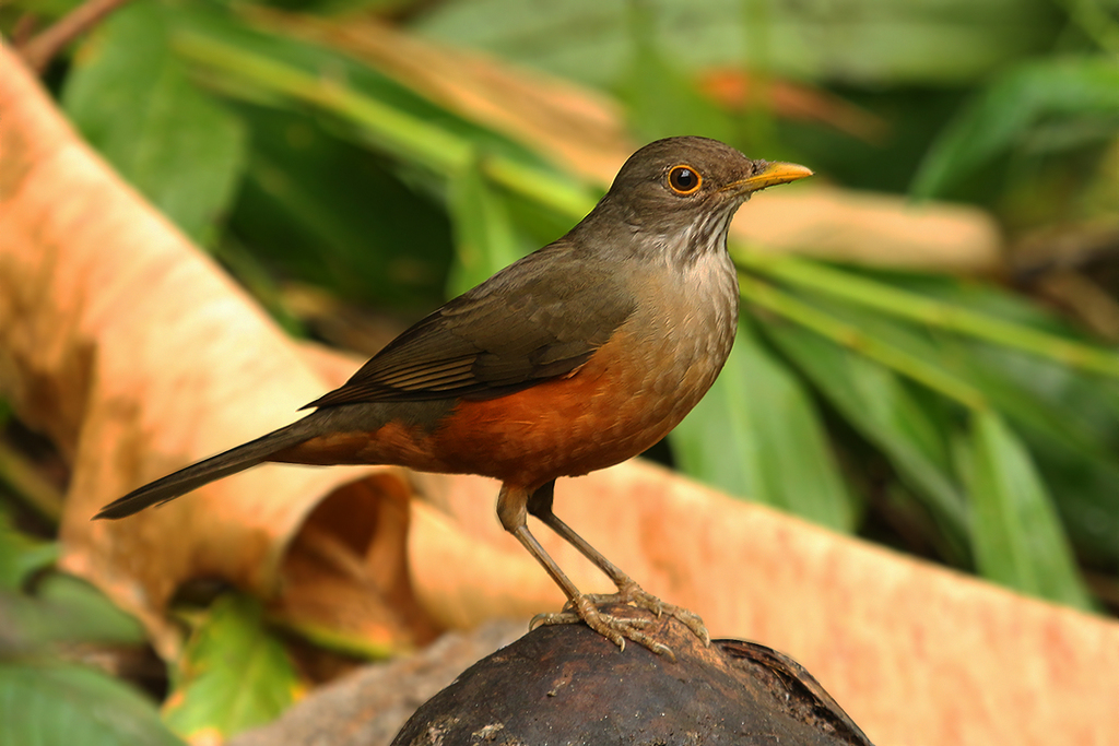 Foto sabiá-laranjeira (Turdus rufiventris) Por Leonardo Casadei | Wiki ...