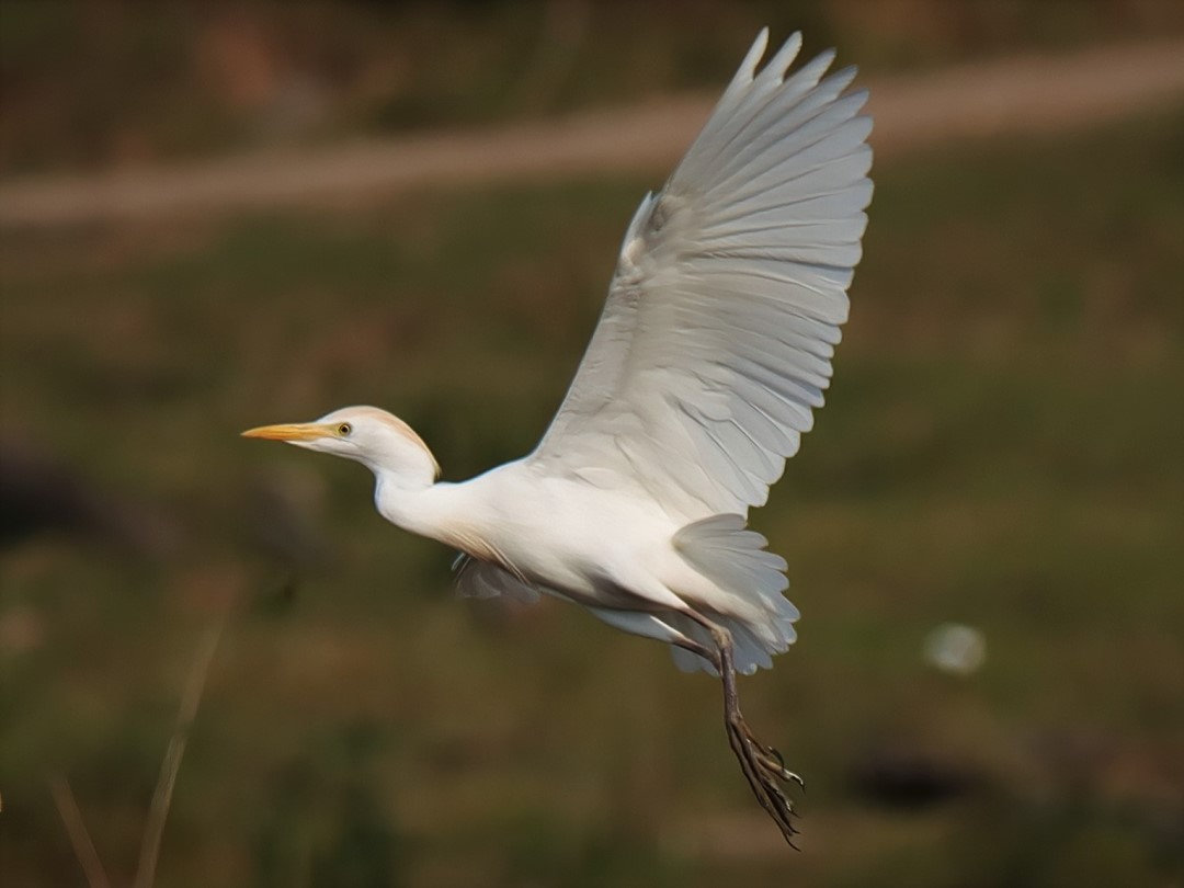 Foto garça-vaqueira (Bubulcus ibis) Por Aderson Sartori | Wiki Aves - A ...