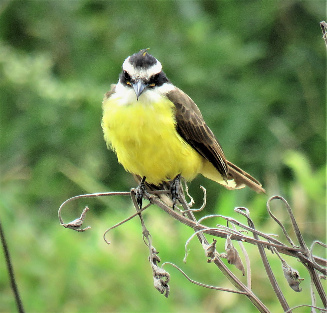Foto bem-te-vi (Pitangus sulphuratus) Por Ivo Zecchin | Wiki Aves - A ...