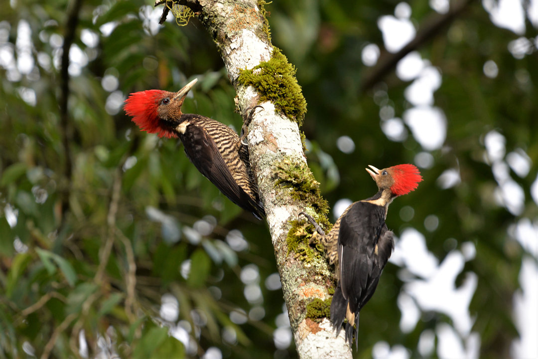 Foto pica-pau-de-cara-canela (Celeus galeatus) Por Joaquim Ribas | Wiki Aves - A Enciclopédia ...