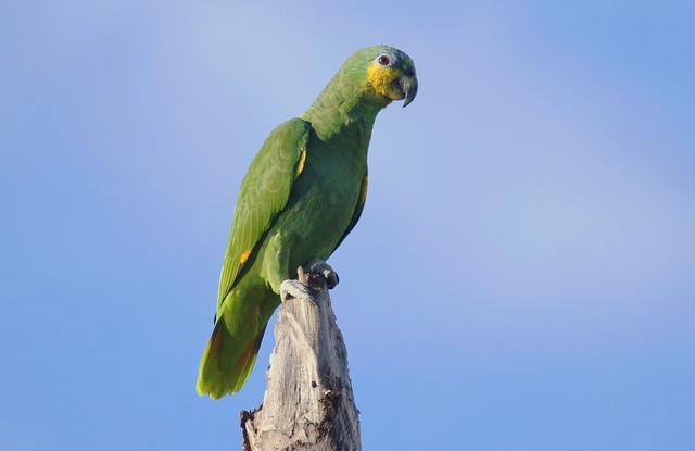Foto curica (Amazona amazonica) Por Lucia Calvet | Wiki Aves - A ...