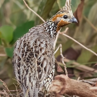 uru-do-campo (Colinus cristatus) | WikiAves - A Enciclopédia das Aves ...