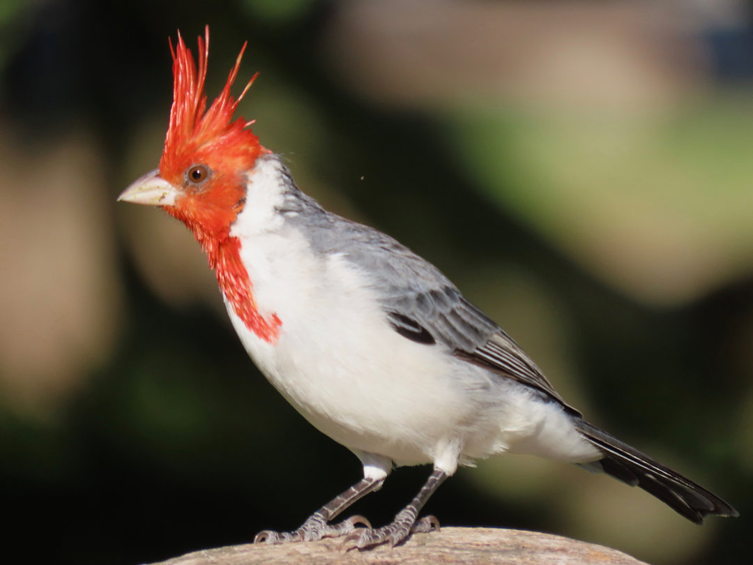 Foto cardeal (Paroaria coronata) Por Ines Vasconcelos | Wiki Aves - A ...