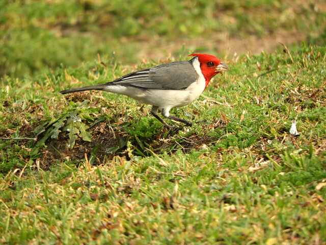 Foto cardeal (Paroaria coronata) Por Deidimar Silva | Wiki Aves - A ...