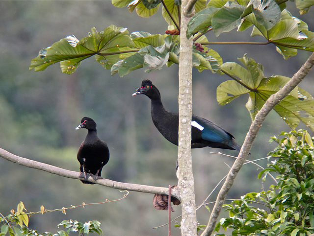 Foto pato-do-mato (Cairina moschata) Por Daniel Mello | Wiki Aves - A ...