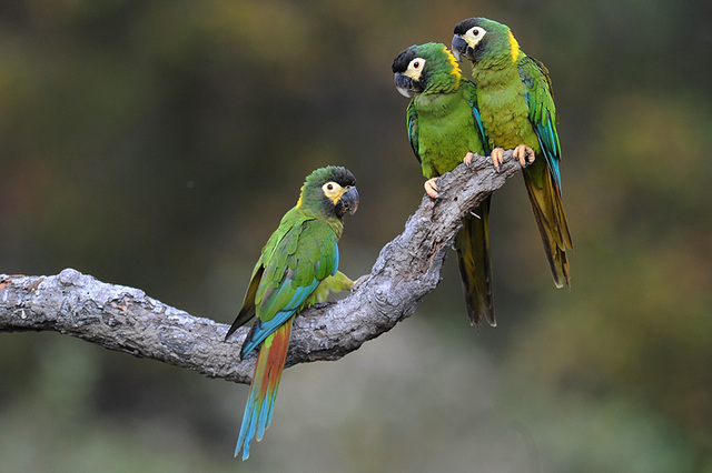 Foto maracanã-de-colar (Primolius auricollis) Por Joao Quental | Wiki ...