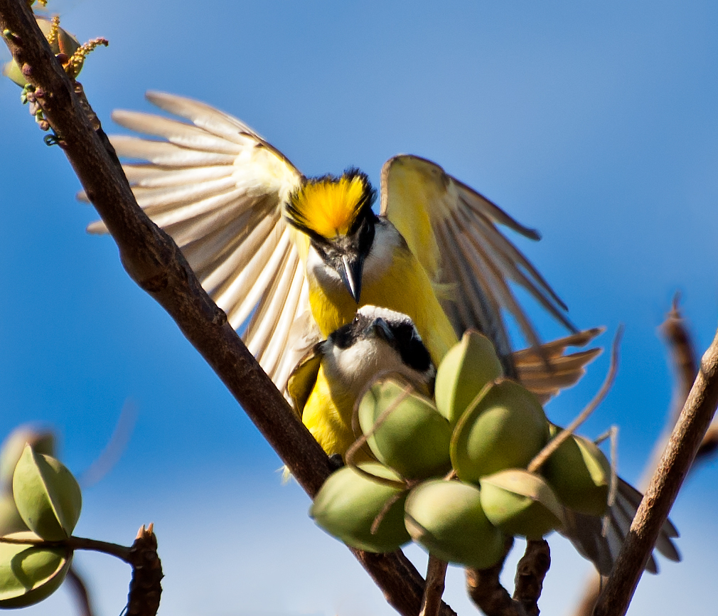 Foto bem-te-vi (Pitangus sulphuratus) Por Mariza Sanches | Wiki Aves ...