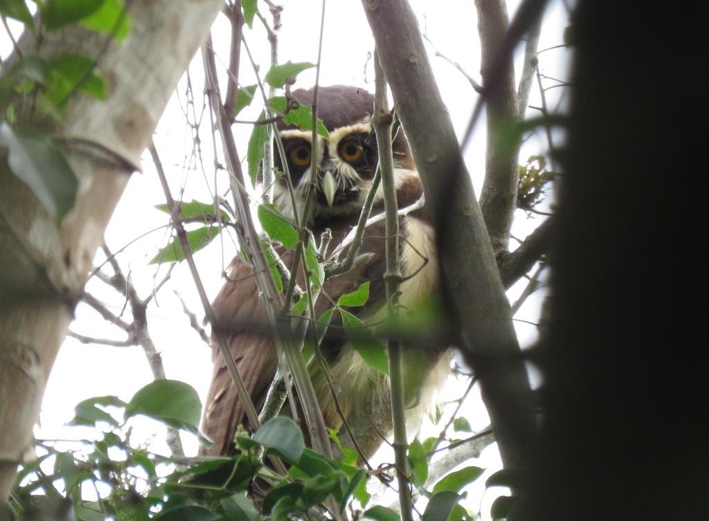 Foto murucututu (Pulsatrix perspicillata) Por Tiago Junqueira | Wiki ...