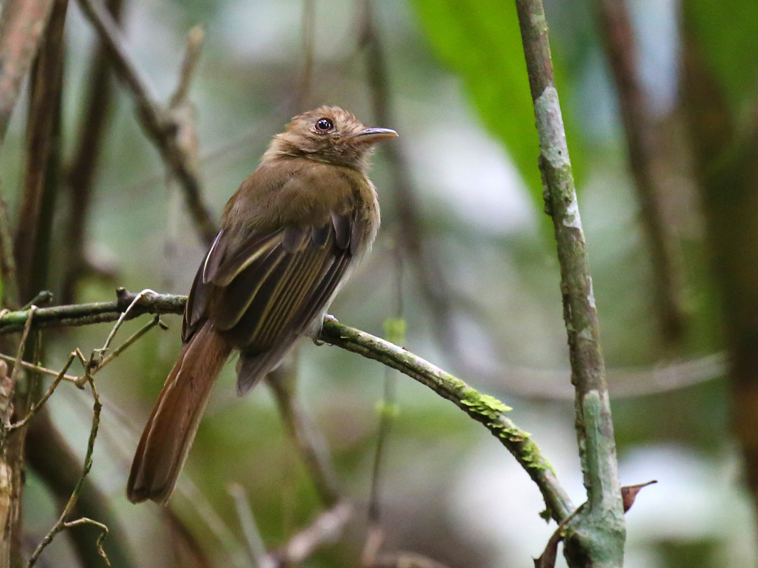 Foto flautim-pardo (Cnipodectes subbrunneus) Por Almir Tavora | Wiki ...