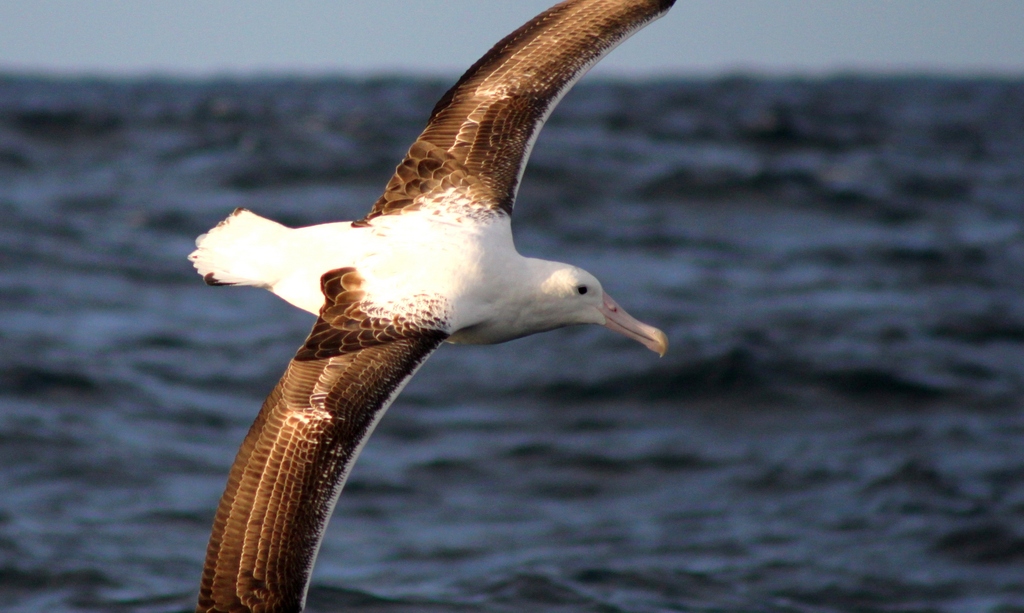 Foto albatroz-real (Diomedea epomophora) Por Dimas Gianuca | Wiki Aves ...