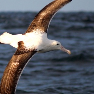 albatroz-real (Diomedea epomophora) | WikiAves - A Enciclopédia das ...