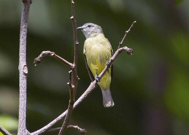 Foto maria-te-viu (Tyrannulus elatus) Por André Luiz Briso | Wiki Aves ...