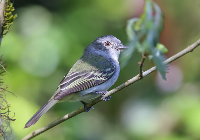 Foto guaracava-cinzenta (Myiopagis caniceps) Por Claudio Furini | Wiki ...