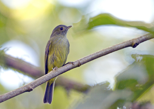 Foto fruxu (Neopelma chrysolophum) Por Ciro Albano | Wiki Aves - A ...