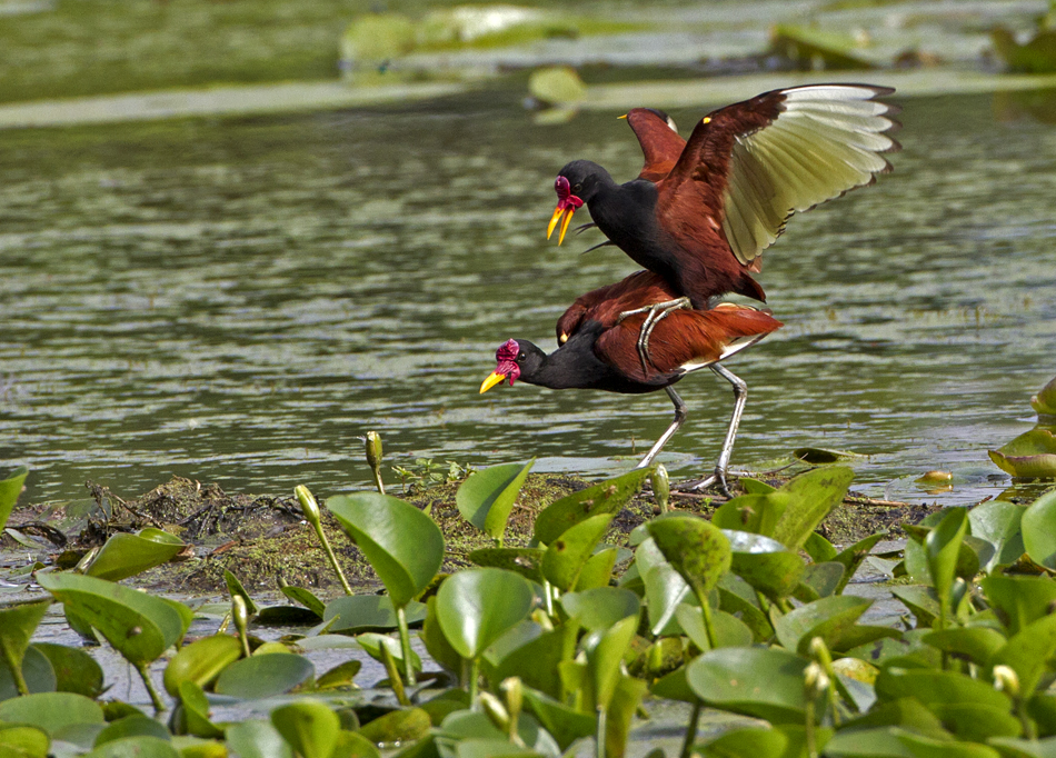 Foto jaçanã (Jacana jacana) Por Ciro Albano | Wiki Aves - A ...