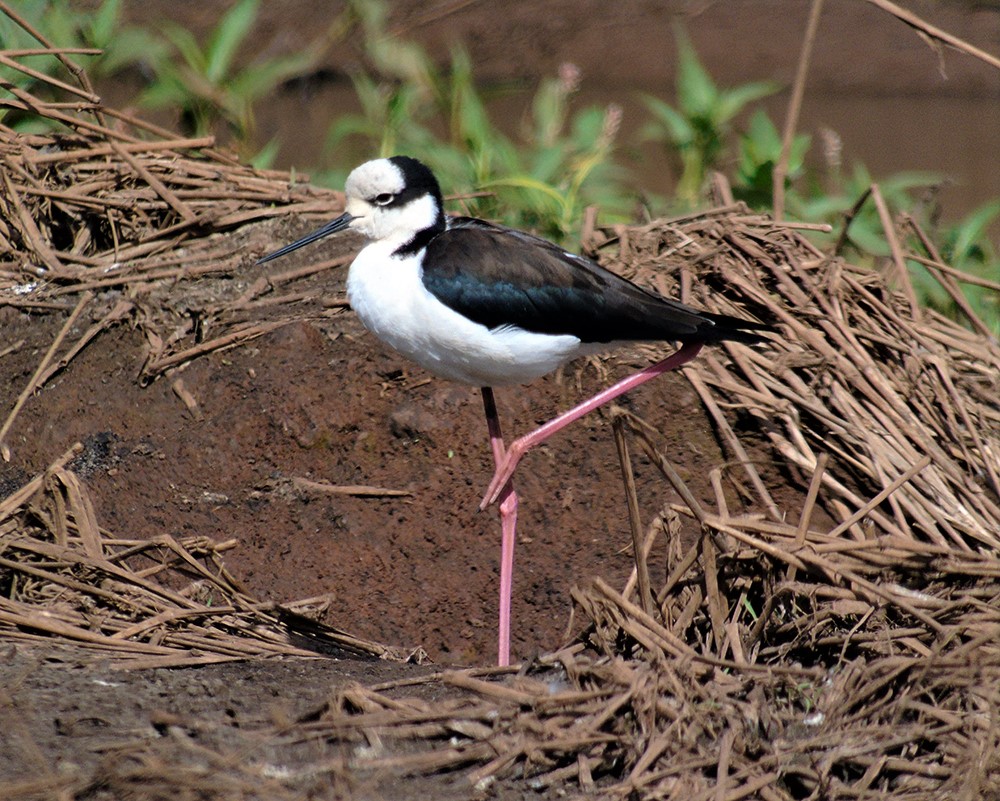 Foto pernilongo-de-costas-brancas (Himantopus melanurus) Por Varly ...