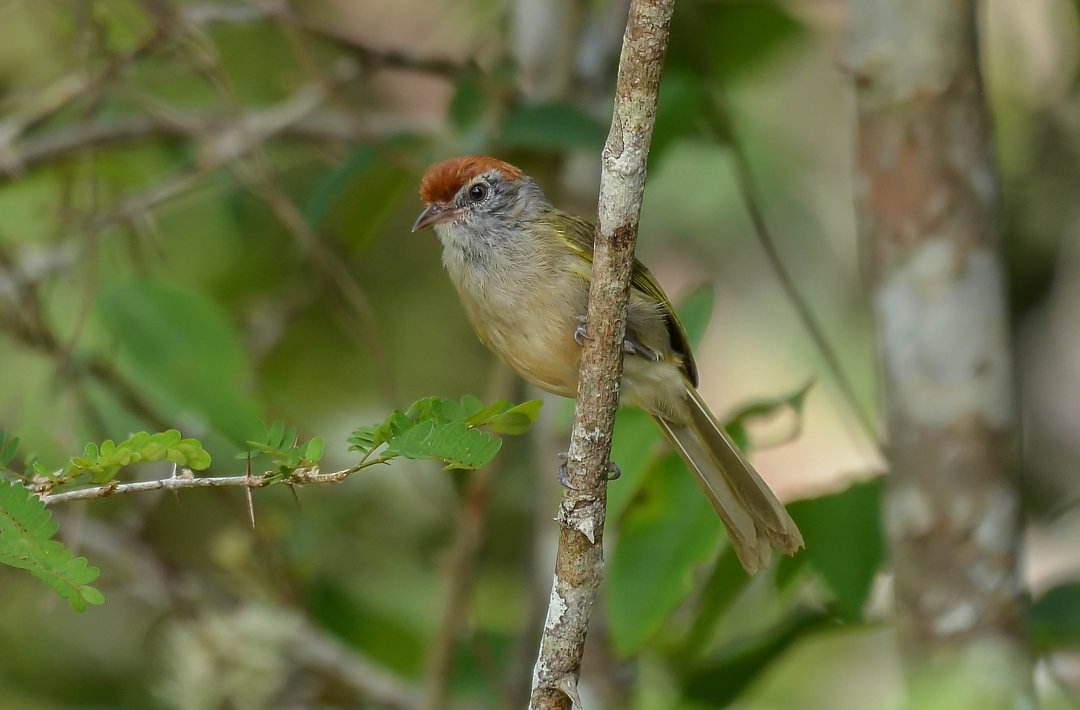 Foto vite-vite-de-olho-cinza (Hylophilus amaurocephalus) Por Luiz ...
