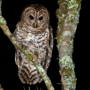 coruja-listrada (Strix hylophila) | WikiAves - A Enciclopédia das Aves ...