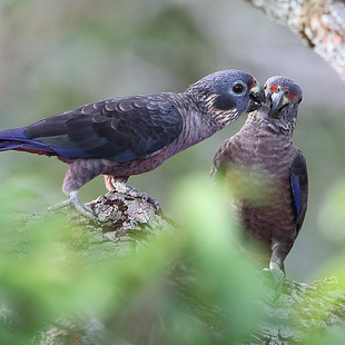 maitaca-roxa (Pionus fuscus) | WikiAves - A Enciclopédia das Aves do Brasil