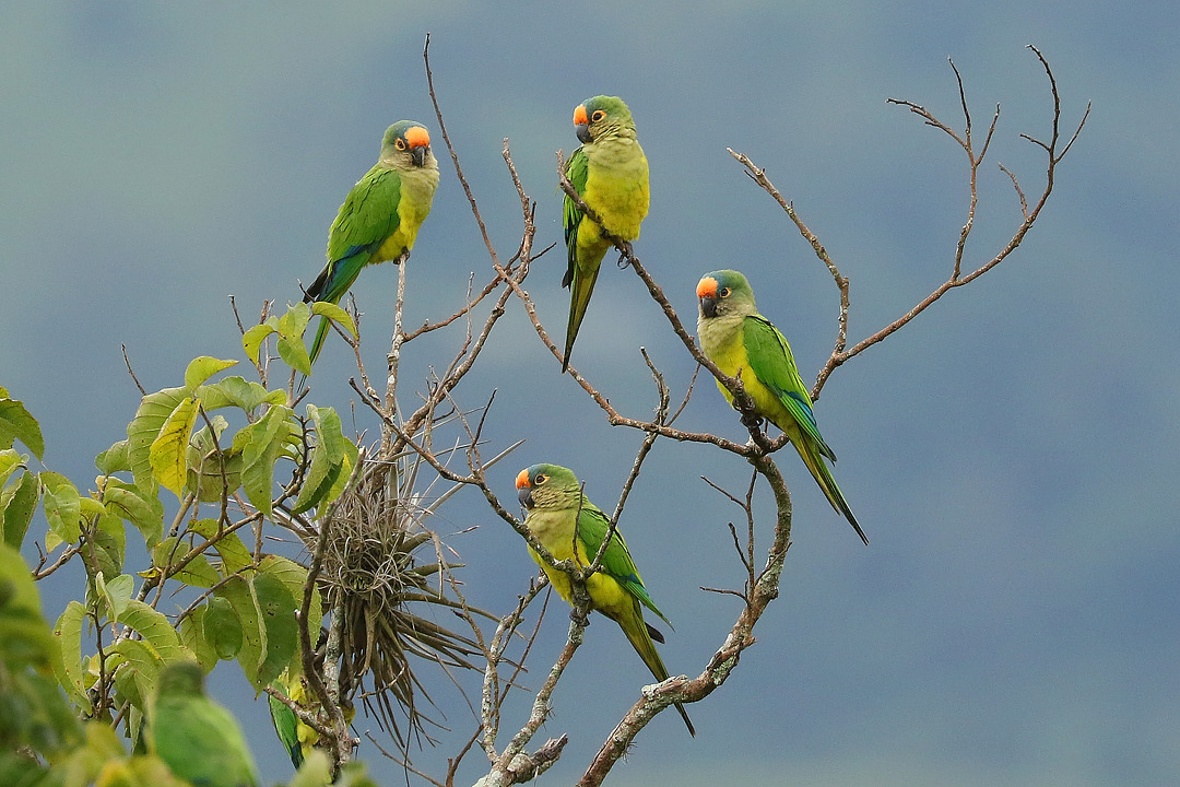 Foto periquito-rei (Eupsittula aurea) Por Leonardo Casadei | Wiki Aves ...