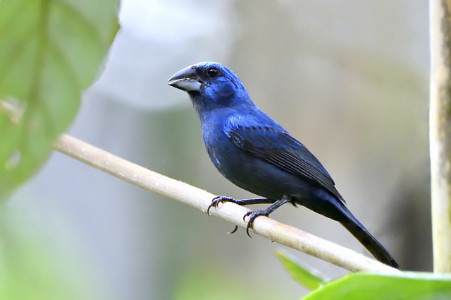 Foto azulão-da-amazônia (Cyanoloxia rothschildii) Por Paulo M Silveira ...
