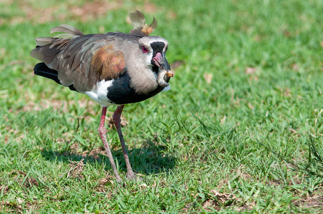 Foto quero-quero (Vanellus chilensis) Por Raphael Kurz - Aves do Sul ...