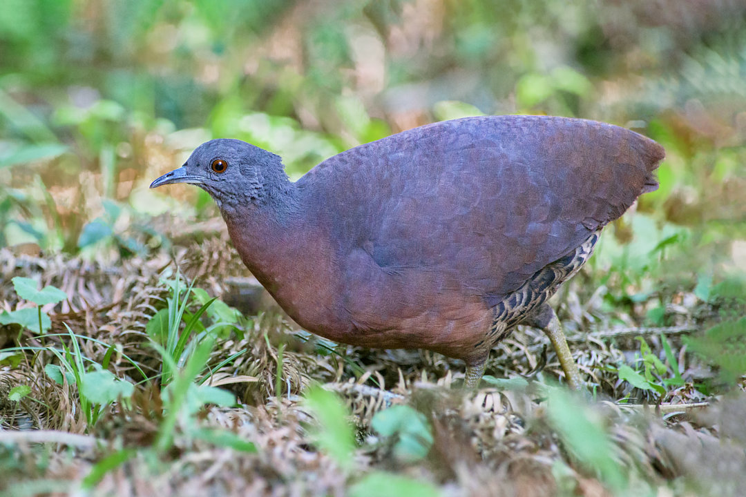 Foto inhambuguaçu (Crypturellus obsoletus) Por Cláudio Dias Timm | Wiki ...