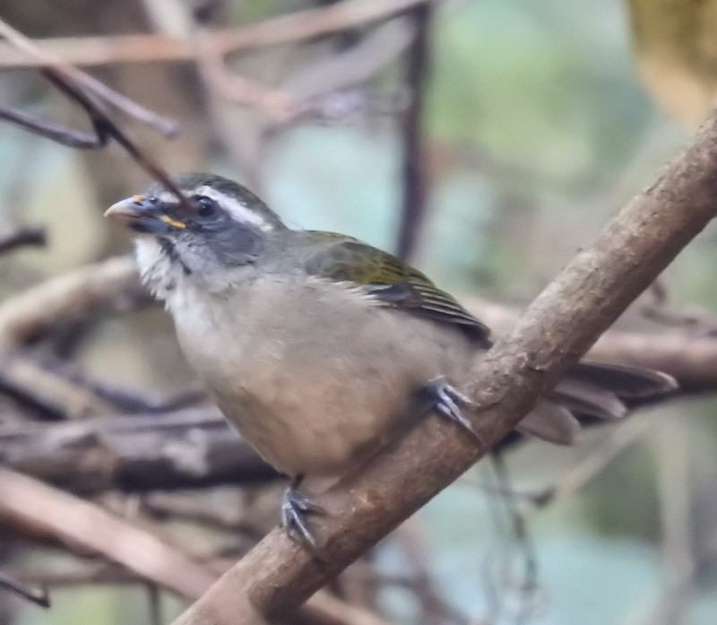 Foto trinca-ferro (Saltator similis) Por Andre (Macuco) | Wiki Aves - A ...