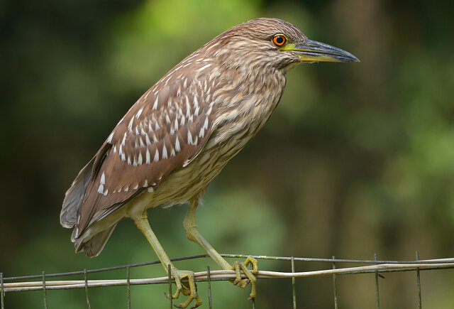 Foto socó-dorminhoco (Nycticorax nycticorax) Por Julio Machado | Wiki ...