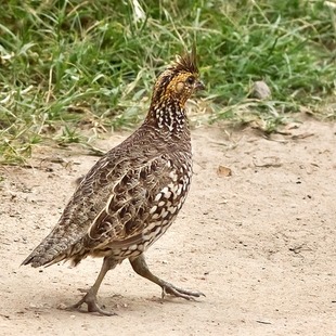 uru-do-campo (Colinus cristatus) | WikiAves - A Enciclopédia das Aves ...