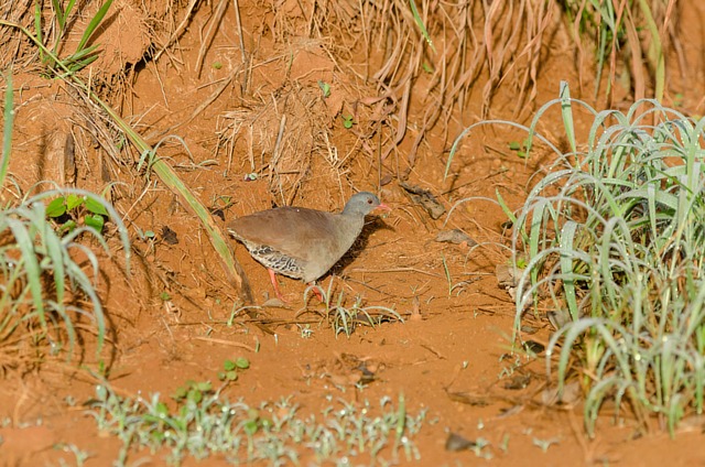 Foto inhambu-chororó (Crypturellus parvirostris) Por Jose A. Miranda ...