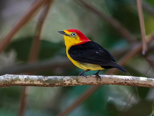 Foto rabo-de-arame (Pipra filicauda) Por Marcelo Camacho | Wiki Aves ...