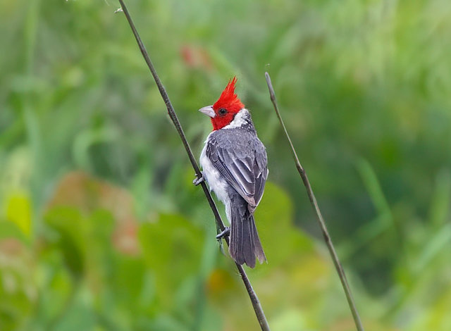 Foto cardeal (Paroaria coronata) Por Fernando Pacheco | Wiki Aves - A ...