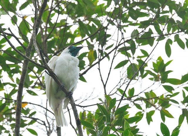 Foto araponga (Procnias nudicollis) Por Luiz Ribenboim | Wiki Aves - A ...