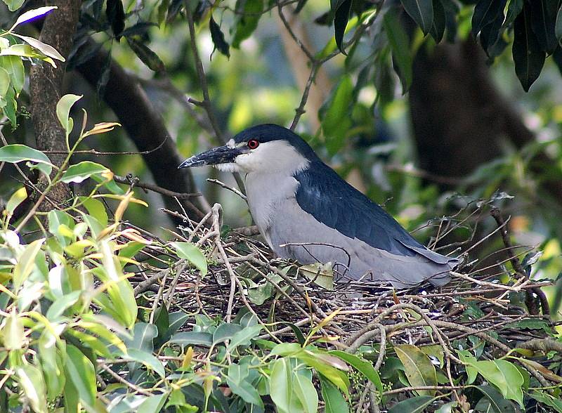 Foto socó-dorminhoco (Nycticorax nycticorax) Por Dario Sanches | Wiki ...